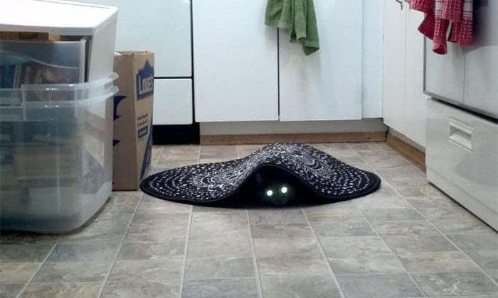 If Animals Could Take over the World, This Is What They Would Look Like ...