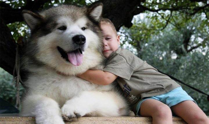 Genius Dog Breeds with Superior DNA : Living Magazine